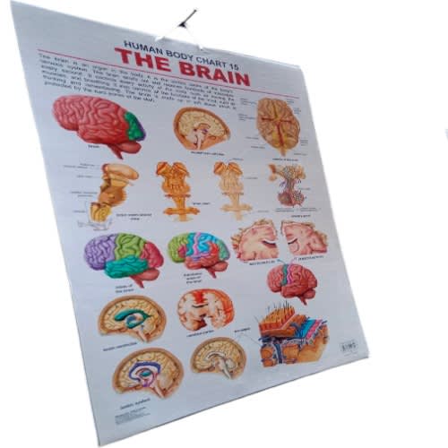 Brain Anatomy Poster Laminated Anatomical Chart Of The Human Brain