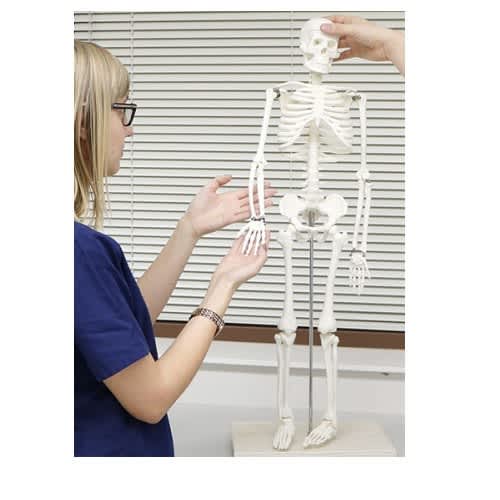 Unic Human Skeleton Tabletop Size | Konga Online Shopping