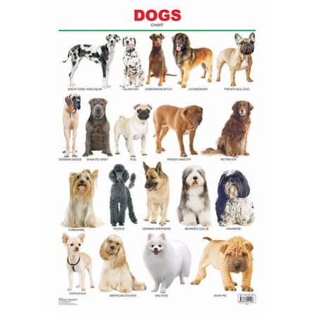 Dogs - Educational Laminated Wall Chart | Konga Online Shopping