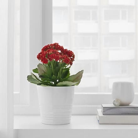 Ikea Muskot Plant Pot - Indoor - 9cm - White | Konga Online Shopping