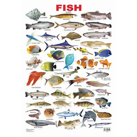 Fish - Educational Laminated Wall Chart | Konga Online Shopping