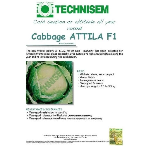 Technisem Hybrid Cabbage Seed (attila F1 ) -10g | 6085433 | Konga Online Shopping