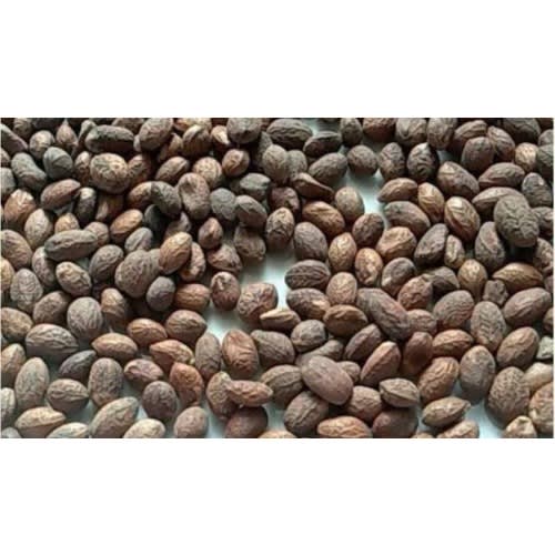 Croton Seed/miracle Seed/ghana Seed - 1kg | Konga Online Shopping